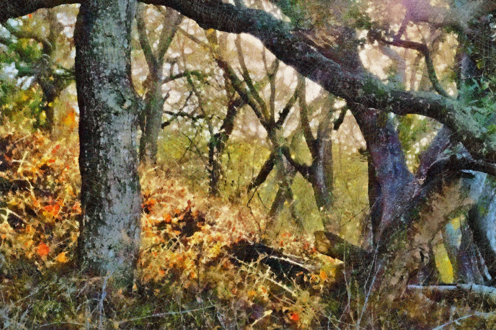 Trees | Lightdream Design